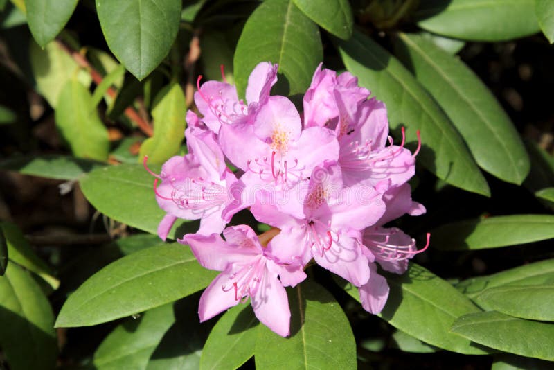 Lavender rhododendron stock photo. Image of bloom, pink - 58352652