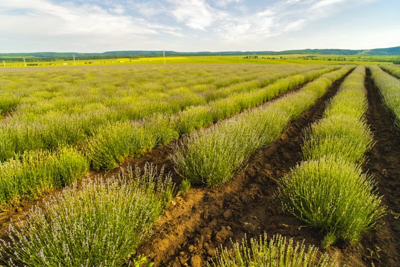 Lavender Roots at the Beginning of Bloom Stock Photo - Image of herbal ...