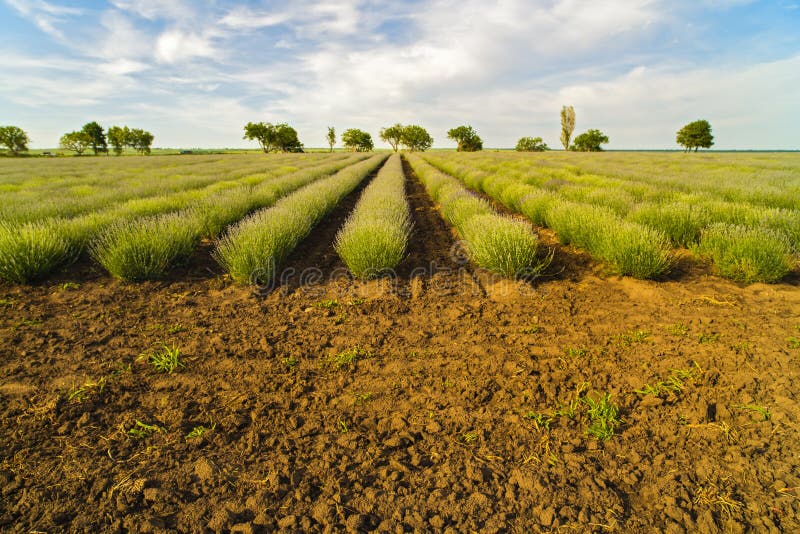 Lavender Roots at the Beginning of Bloom Stock Photo - Image of herb ...