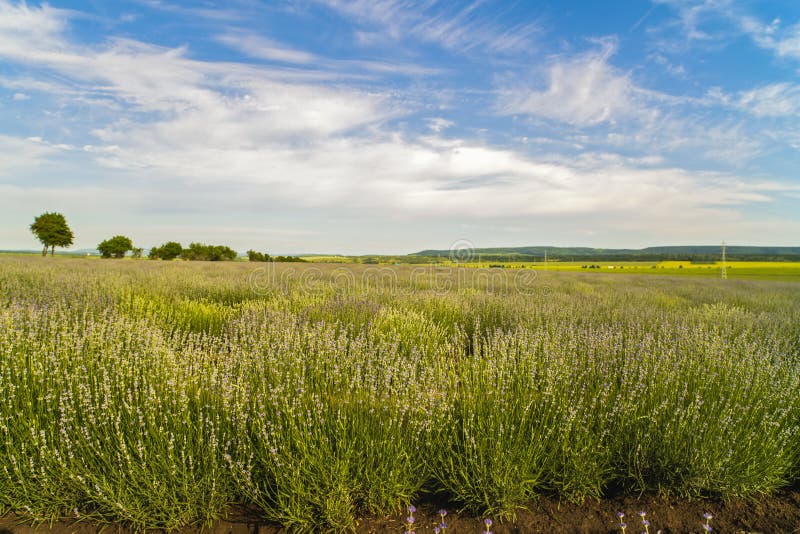 Lavender Roots at the Beginning of Bloom Stock Photo - Image of herb ...