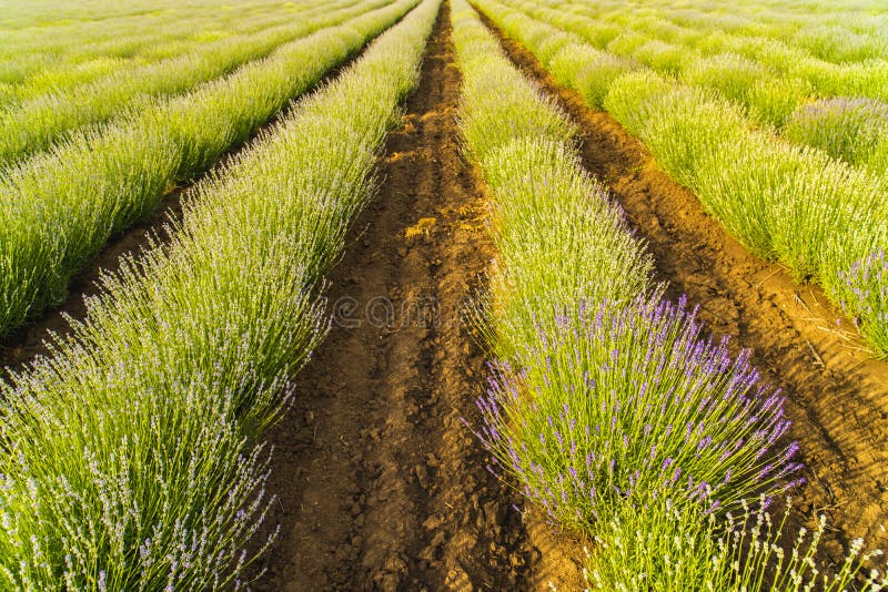 Lavender Roots at the Beginning of Bloom Stock Photo - Image of ...