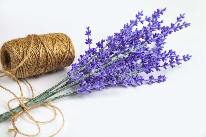 Lavender Rope Sponge Niphates Erecta Stock Image - Image of central ...