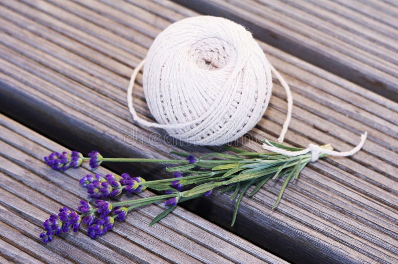 Lavender Rope Sponge Niphates Erecta Stock Image - Image of central ...