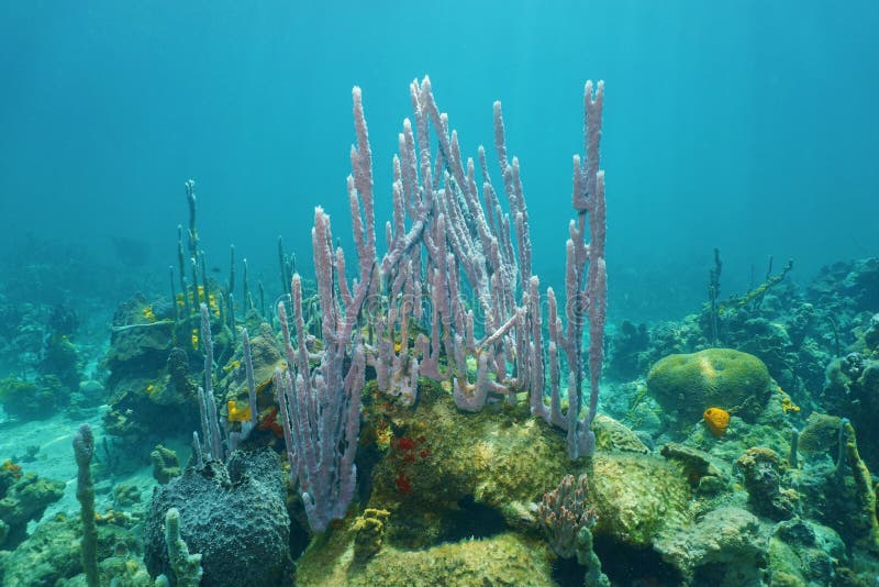 Lavender Rope Sponge Niphates Erecta Stock Image - Image of central ...