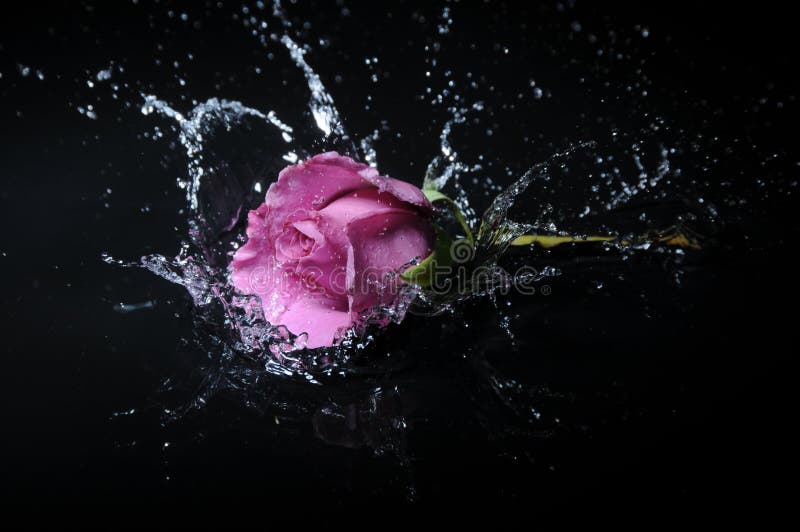 Yellow rose splash stock image. Image of closeup, gift - 5191205