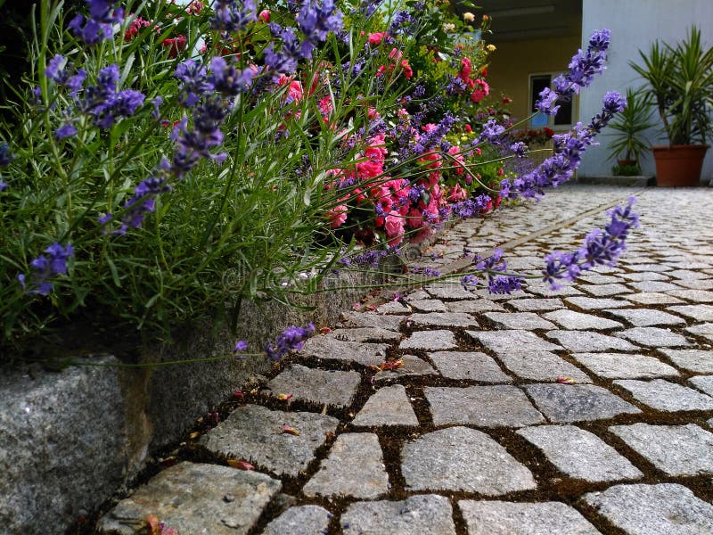 Lavender and roses stock photo. Image of green, nature - 87478154