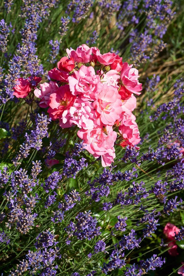 Lavender and Roses on a Garden Wall Stock Image - Image of beauty ...