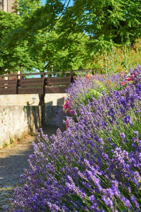 Lavender and Roses on a Garden Wall Stock Image - Image of space ...
