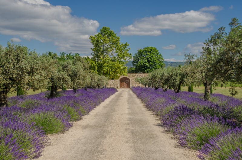 Path with Lavender in Provence. Stock Image - Image of beauty, stone ...