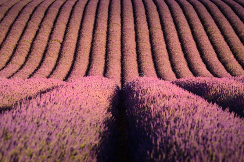 Lavender Rows Shaped Like a Wave on Valensole Plateau Stock Image ...