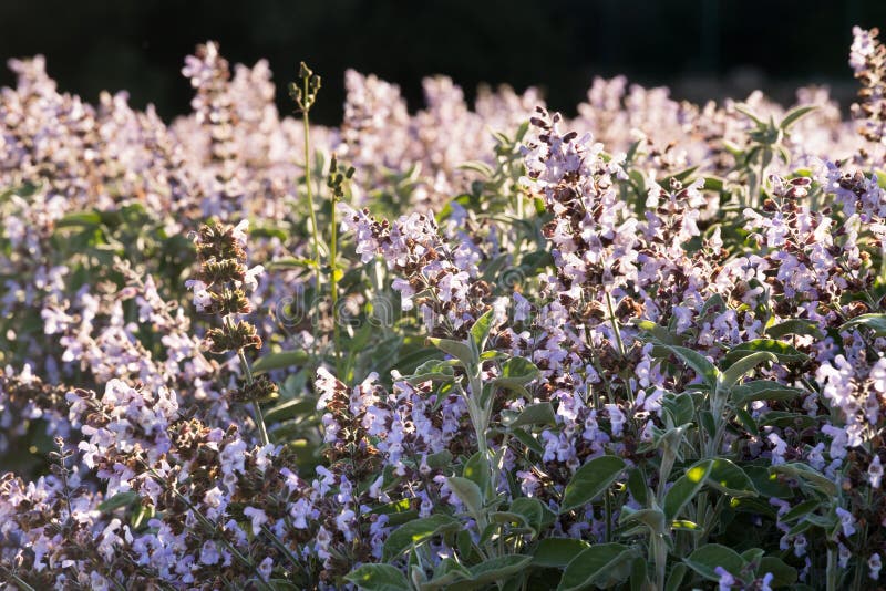 Lavender and Sage Cultivation Stock Image - Image of agriculture ...
