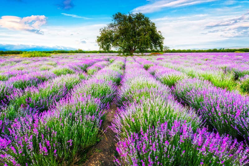 Lavender scent stock photo. Image of closeup, aroma, body - 4133178