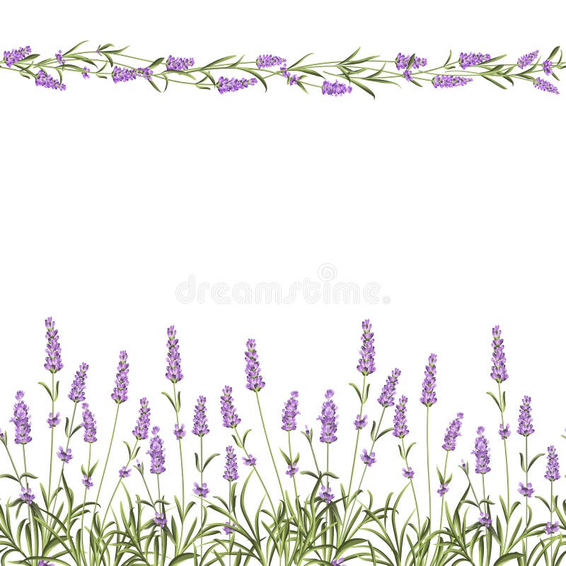Lavender Line Drawing Stock Illustrations – 10,505 Lavender Line ...