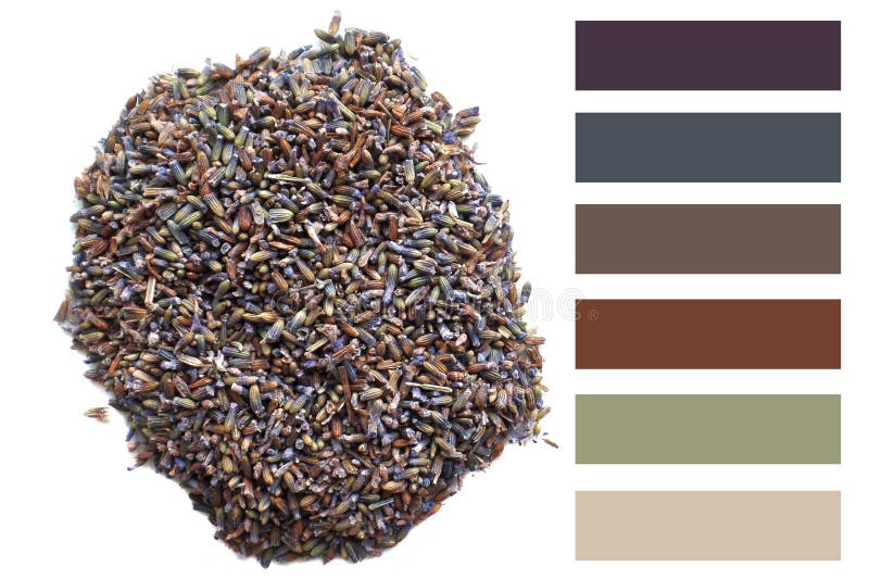 Lavender Seed Color Palette Stock Image - Image of pattern, brown ...