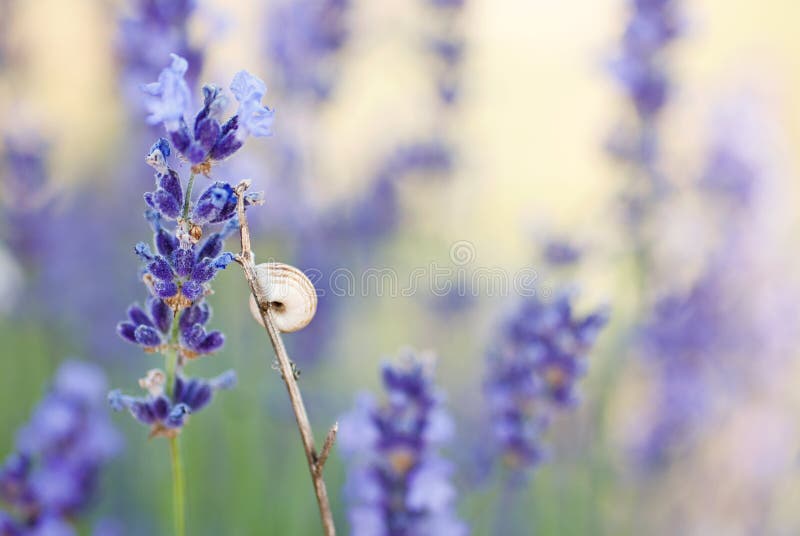 Lavender with shell stock photo. Image of fragility, artistic - 65726950