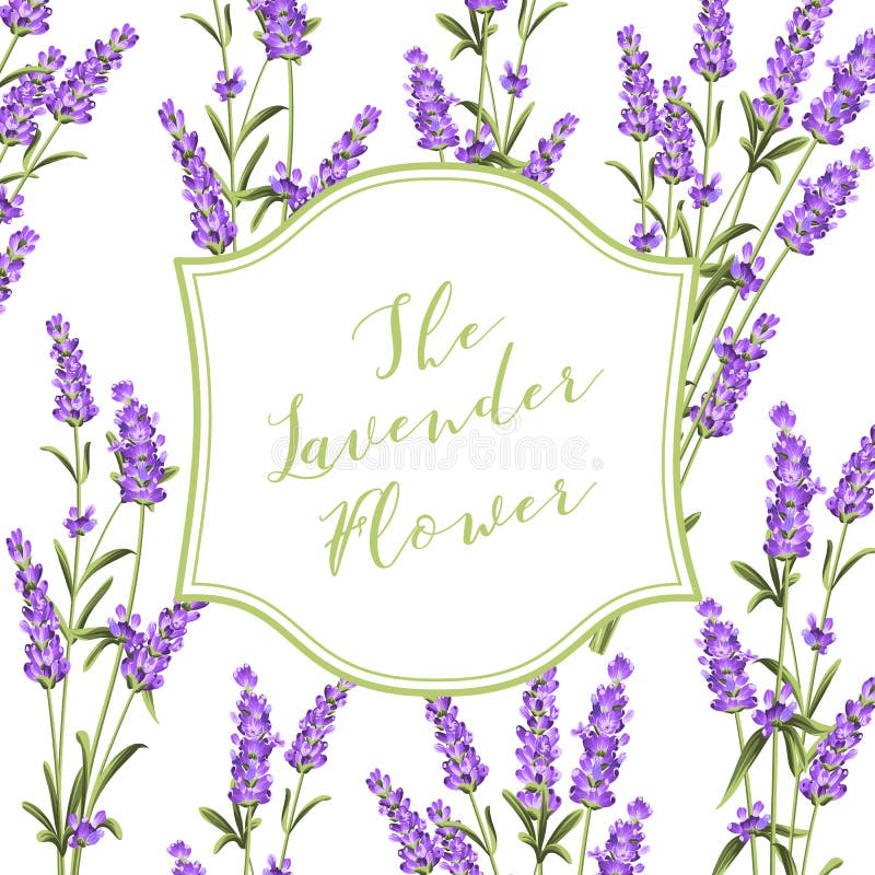 Lavender sign label. stock vector. Illustration of bloom - 86249994