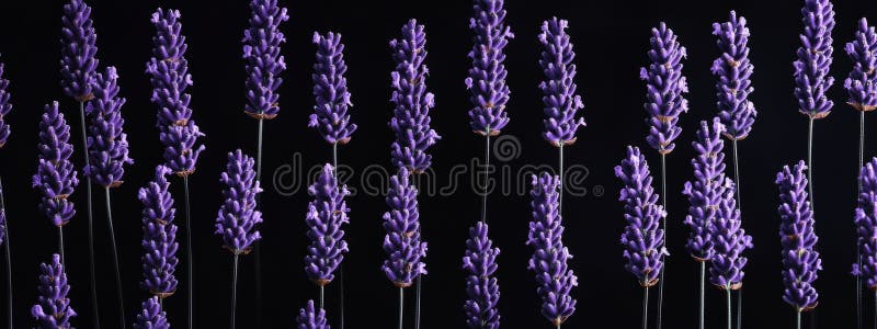 Lavender Silhouettes Grid on Black Background Creates Structured Effect ...