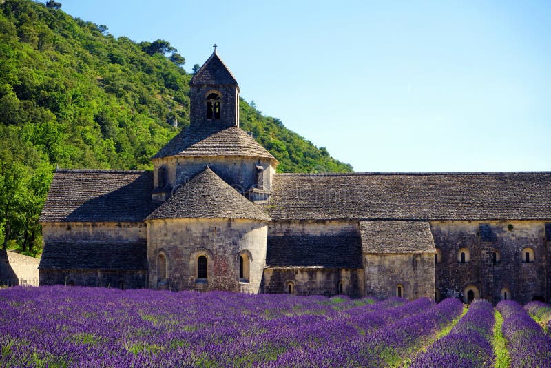 Lavender in south france stock photo. Image of flower - 80865402