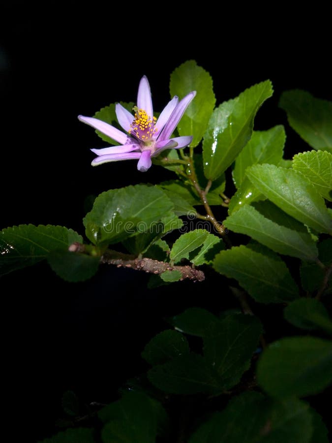 Lavender Star Flower stock image. Image of decor, closeup - 15904727