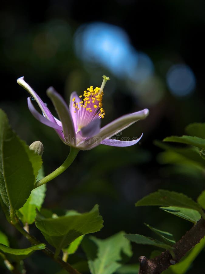 Lavender Star Flower stock photo. Image of flora, closeup - 15904736
