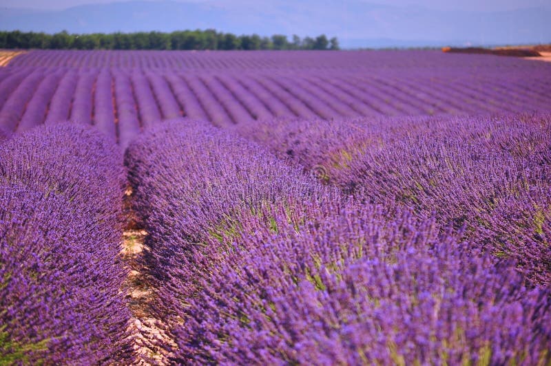 Lavender in the sun stock image. Image of blue, alpes - 33170937