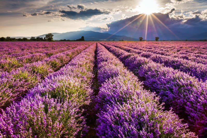 Lavender stock image. Image of plants, lavender, plantation - 86435287