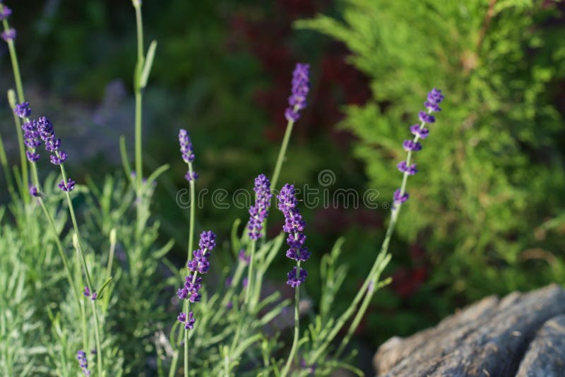 Lavender in sunlight stock photo. Image of nature, field - 58876700