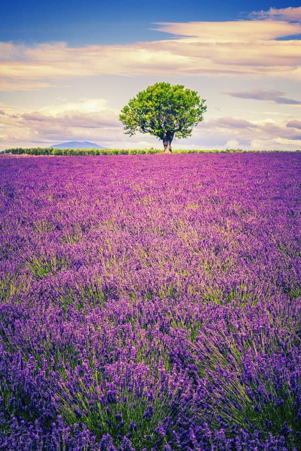 Provence lavender sunset stock image. Image of colorful - 18415959
