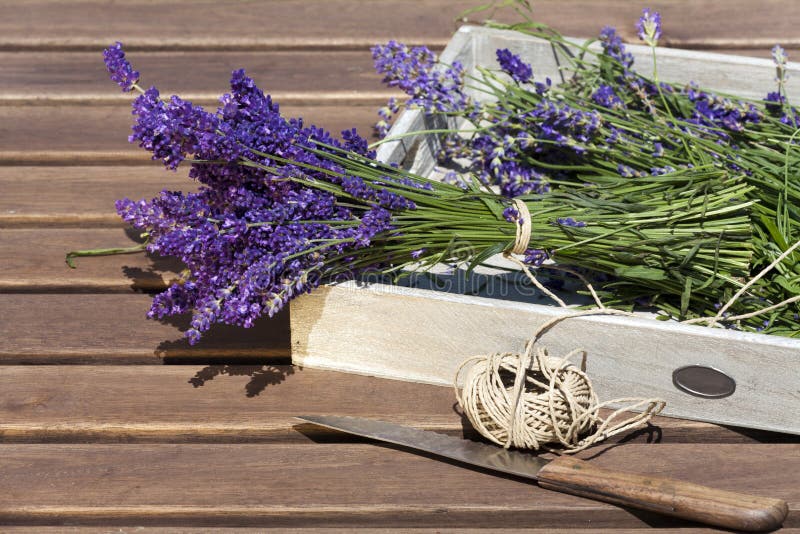 Lavender tied with string stock photo. Image of green - 32270040