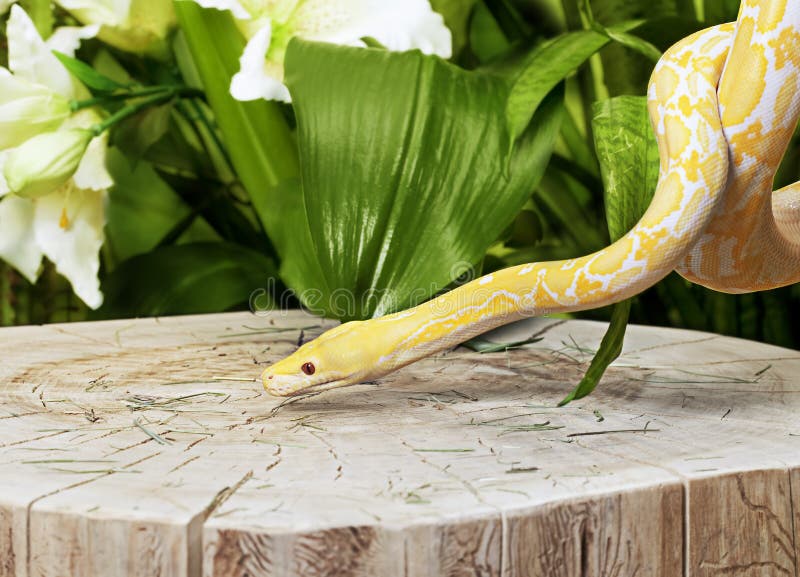 Tiger Albino Python Snake Over Black Stock Photo - Image of lavender ...