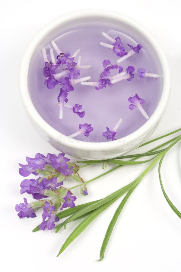 Lavender Tincture for Aromatherapy Stock Photo - Image of pink ...