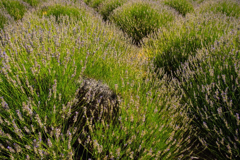 Lavender tree stock image. Image of flower, summer, smell - 98345299