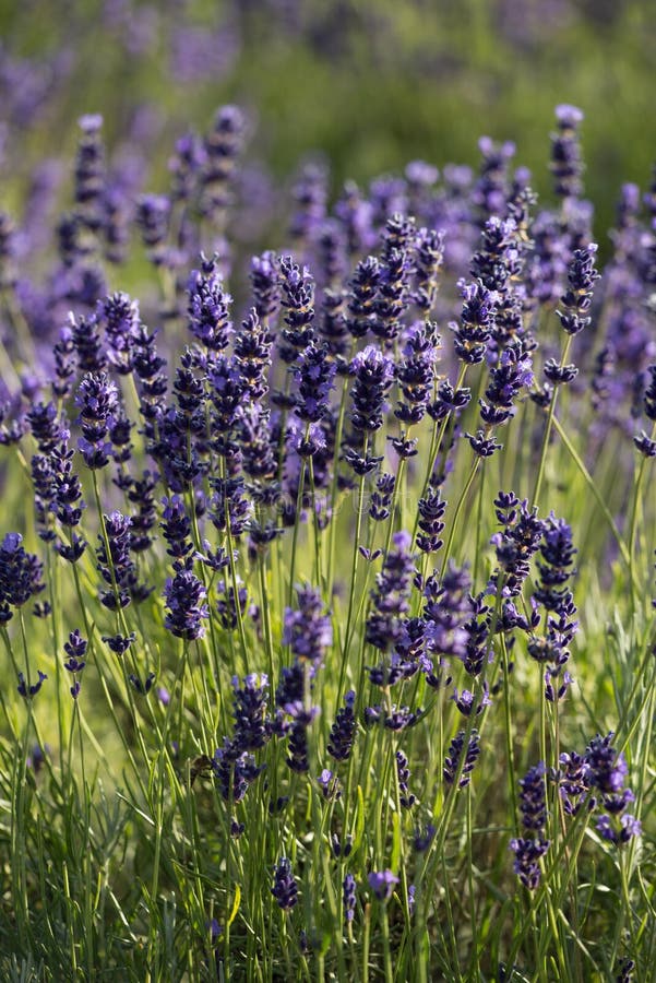 Lavender true in a field stock photo. Image of nature - 41874928