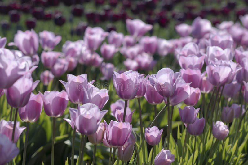Lavender Tulips in a Field stock photo. Image of group - 90132492 Lavender Tulips in a Field stock photo. Image of group - 90132492