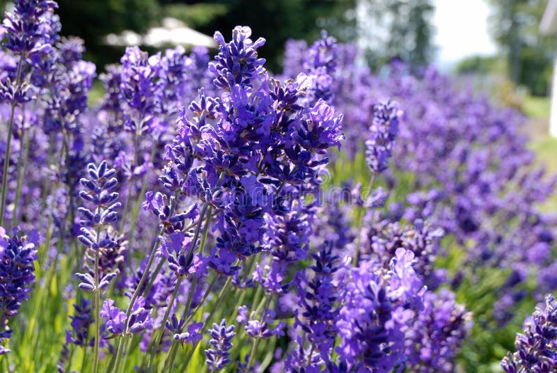 Lavender Under the Morning Sun Stock Photo - Image of plant, green: 5975774