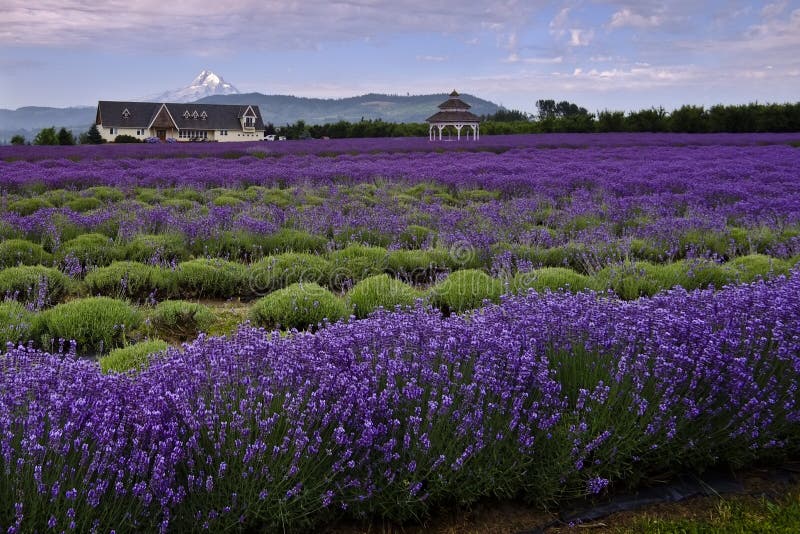 Lavender landscape stock image. Image of harvest, countryside - 5851767