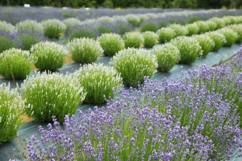 Lavender valley, Oregon stock photo. Image of blue, garden - 82369906