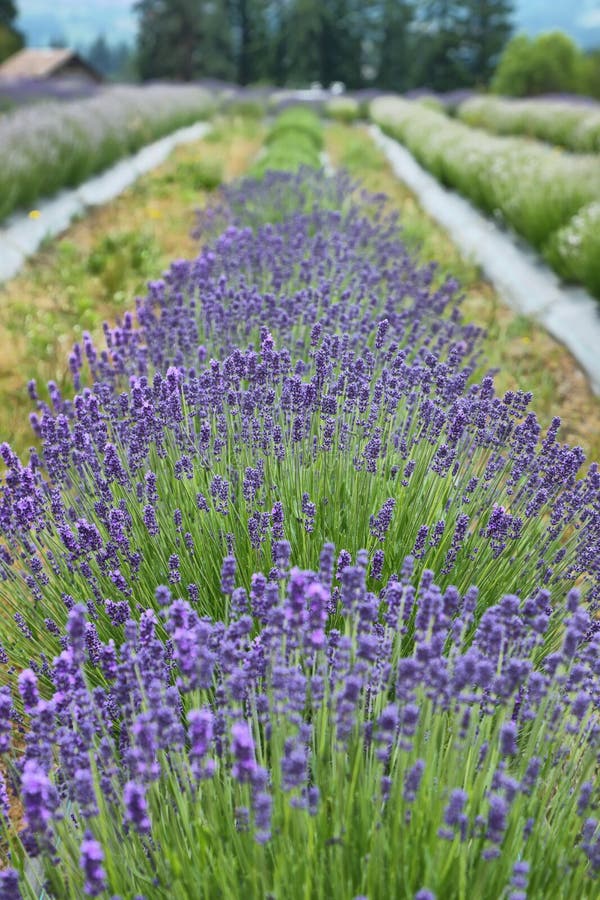Lavender valley, Oregon stock photo. Image of label, field - 83295072