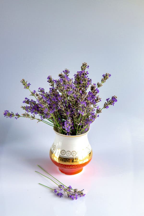 Lavender in Vase Isolated on White Stock Image - Image of aroma ...