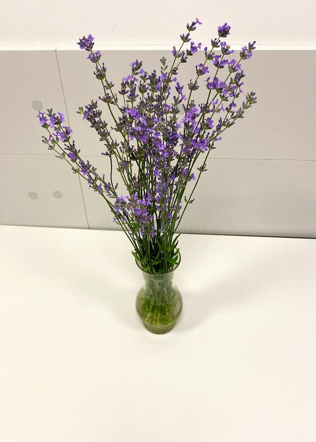 Lavender in a vase stock image. Image of plant, garden - 335847629