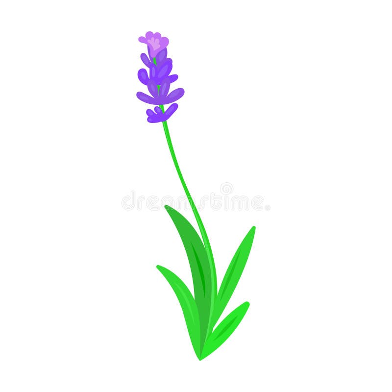 Cartoon Lavender Stock Illustrations – 25,249 Cartoon Lavender Stock ...