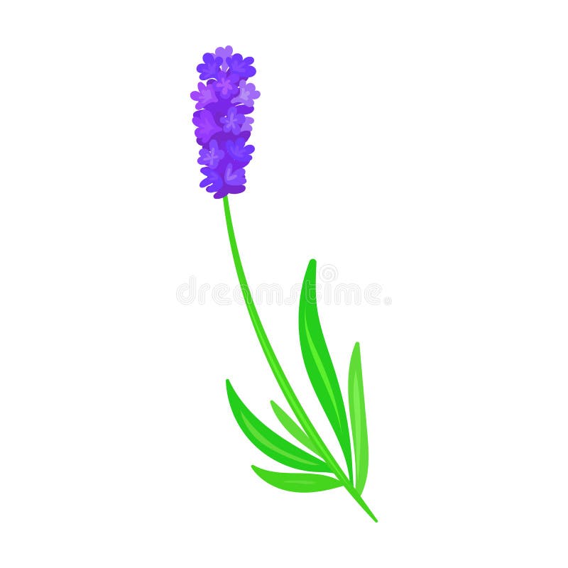 Lavender Vector Icon.Cartoon Vector Icon Isolated on White Background ...