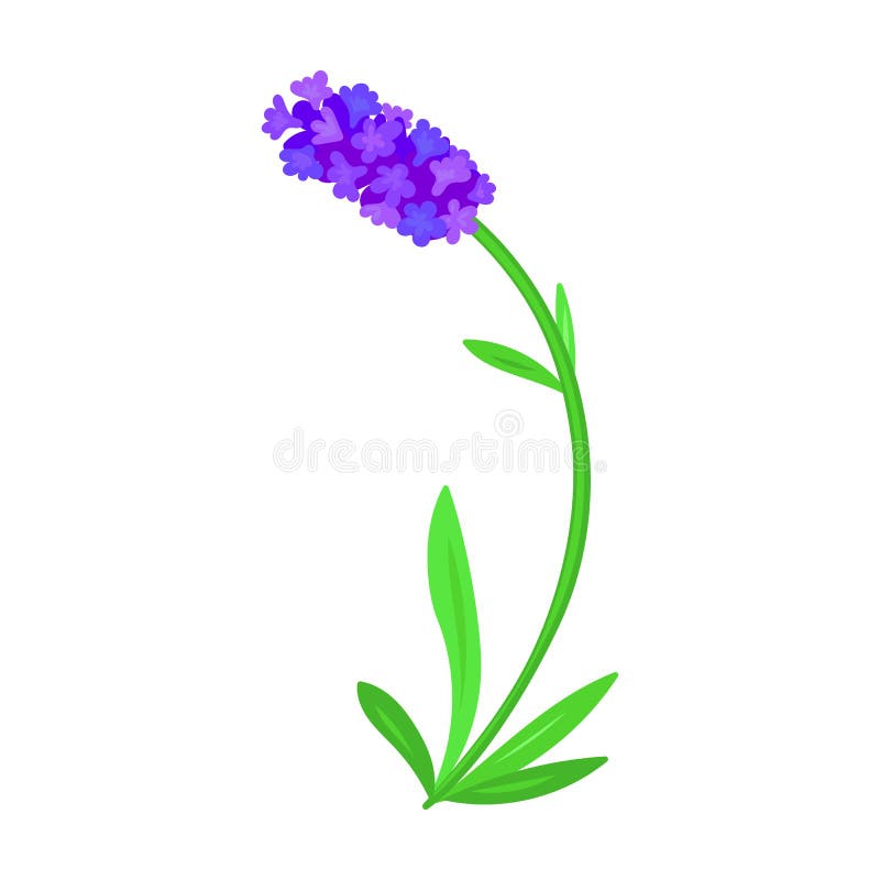 Lavender Vector Icon.Cartoon Vector Icon Isolated on White Background ...