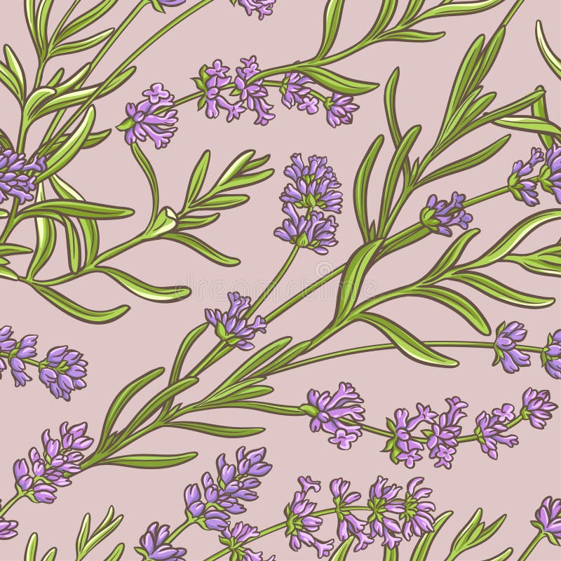 Lavender seamless pattern stock vector. Illustration of hand - 56560792