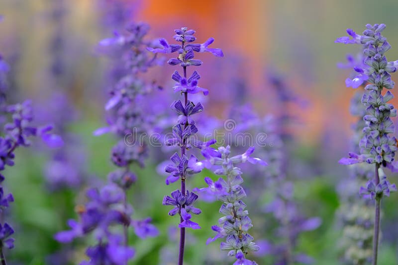 Lavender violet color stock image. Image of aromatherapy - 90030011