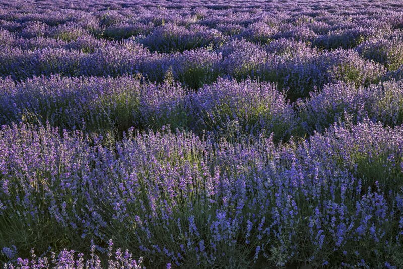 Lavender waves. stock image. Image of floral, field - 121530513