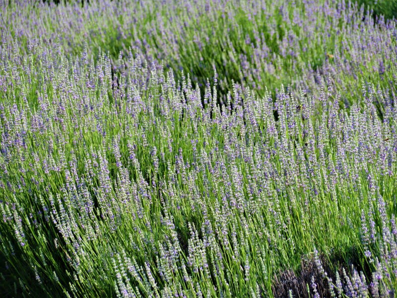 Lavender waves in field stock image. Image of black - 193246621