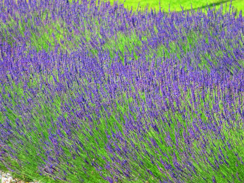 Lavender waves in field #2 stock photo. Image of lavender - 193246628