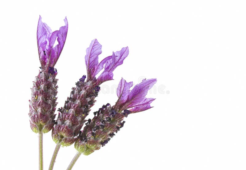 Lavender on White Background Stock Photo - Image of medicinal, herb ...