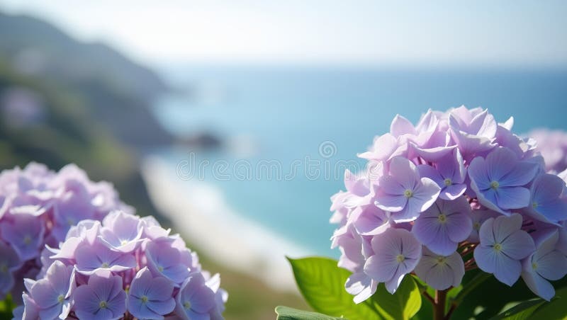 Lavender and White Hydrangea Blossoms with Ocean Breeze Backdrop Stock ...